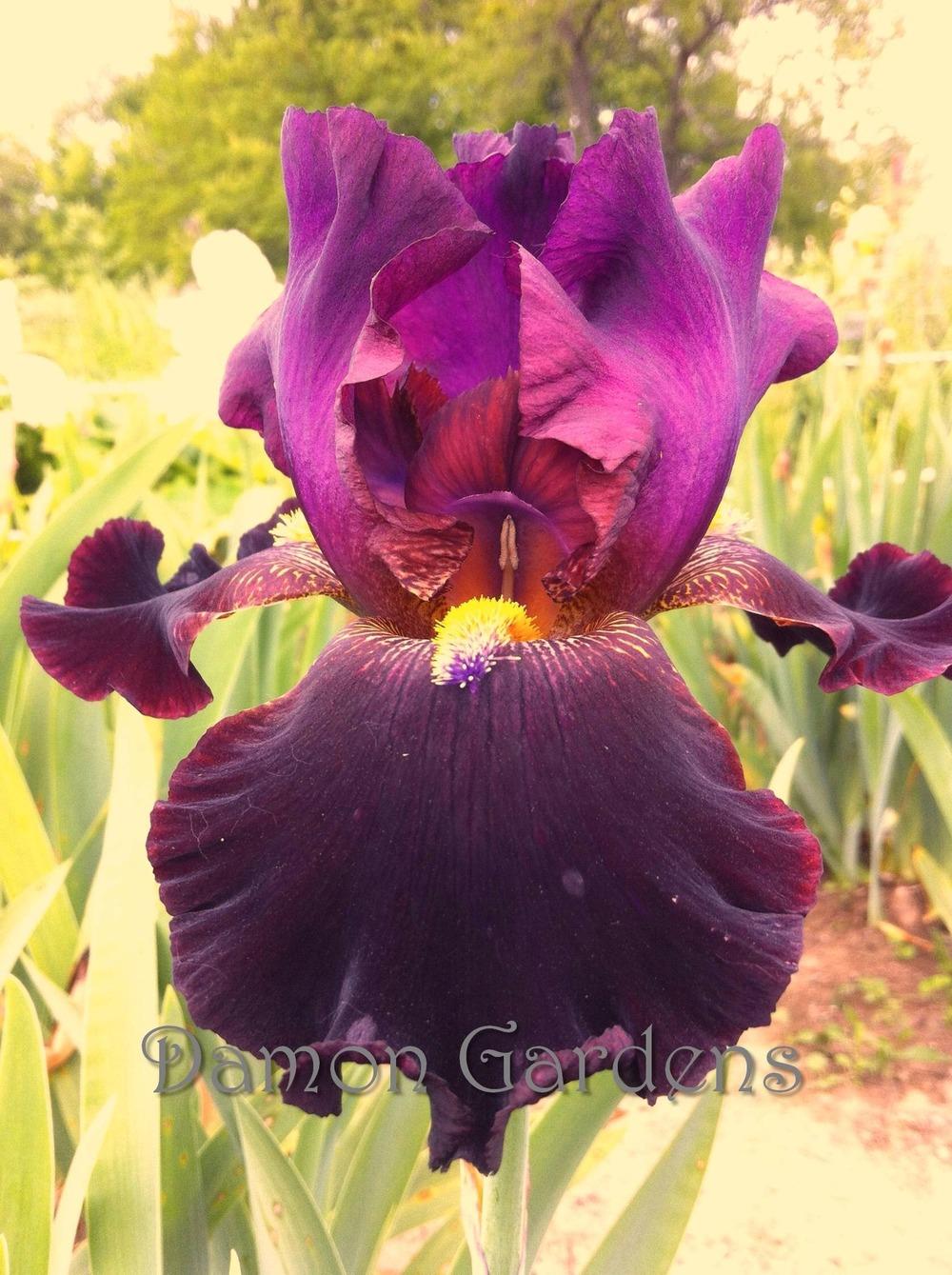 Tall Bearded Iris (Iris 'Indicator') in the Irises Database - Garden.org