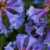 Penstemons: Plant Care and Collection of Varieties - Garden.org