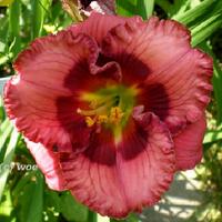 Daylily (Hemerocallis 'Cherry Valentine') in the Daylilies Database ...