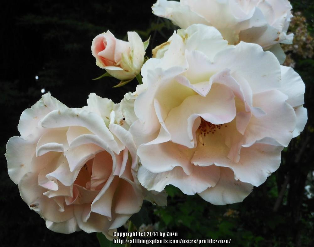 Rose (Rosa 'Rokoko') in the Roses Database - Garden.org