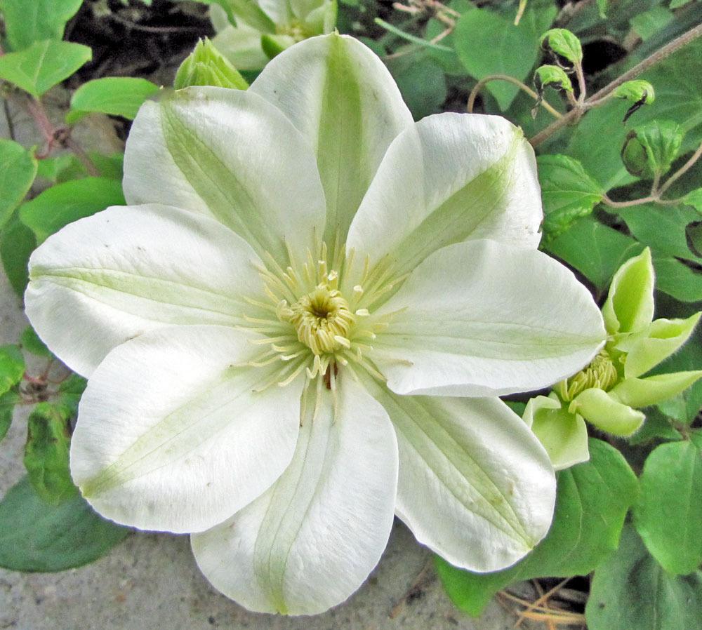 Clematis 'Guernsey Cream' in the Clematis Database - Garden.org