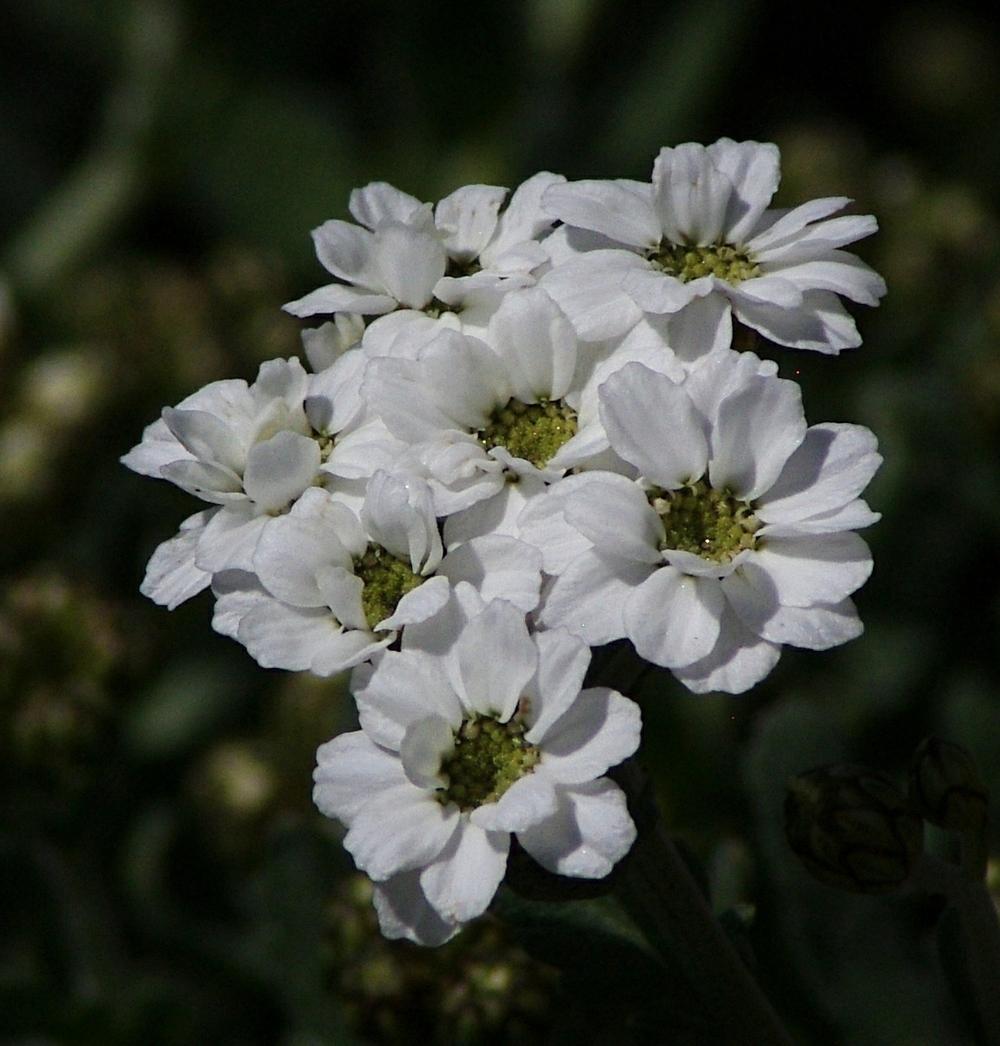 Photo of the bloom of Greek Yarrow (Achillea ageratifolia) posted by ...