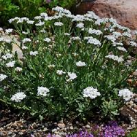 Greek Yarrow (Achillea ageratifolia) in the Yarrows Database - Garden.org