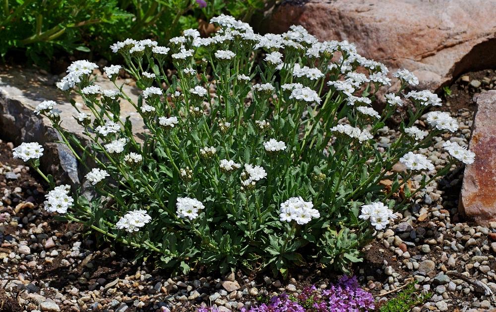 Photo of the entire plant of Greek Yarrow (Achillea ageratifolia ...
