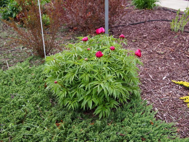 Photo of the entire plant of Hybrid Fern Leaf Peony (Paeonia 'Early ...