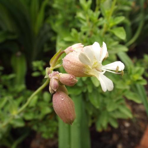Stridolo (Silene inflata) - Garden.org