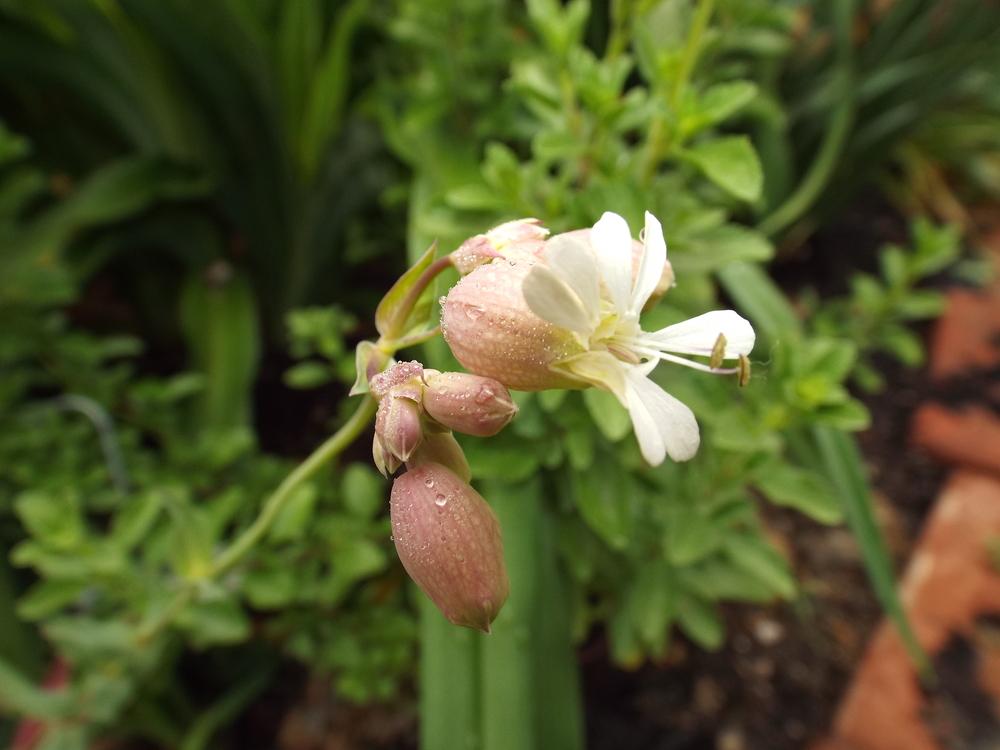 Photo of the bloom of Stridolo (Silene inflata) posted by ...