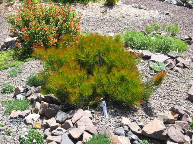 Slender Net-Bush (Calothamnus gracilis) - Garden.org