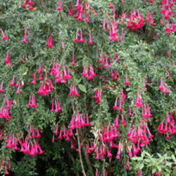 Sacred Flower of the Incas (Cantua buxifolia) - Garden.org