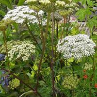 Baltic Parsley (Cenolophium denudatum) - Garden.org