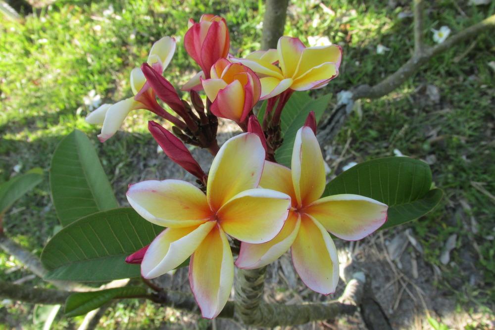 Plumerias: Plant Care and Collection of Varieties - Garden.org