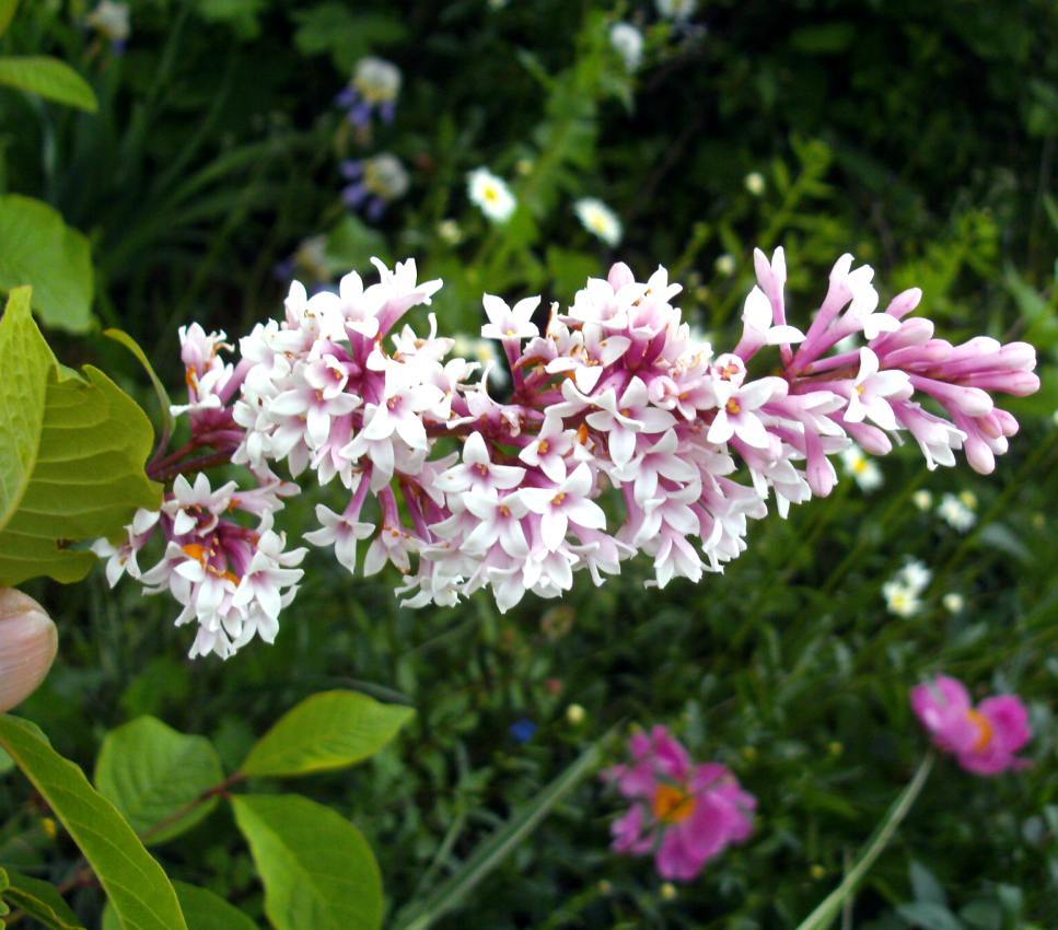Lilacs: Plant Care and Collection of Varieties - Garden.org