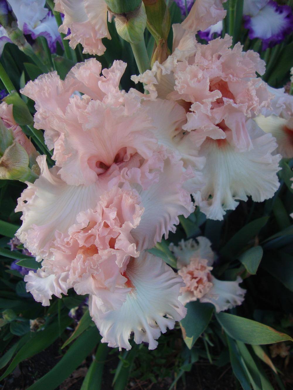 Photo of the bloom of Tall Bearded Iris (Iris 'Picture Book') posted by ...