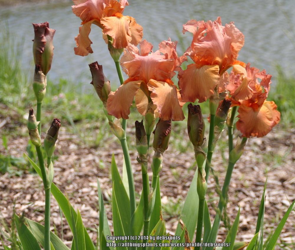 Photo of the bloom of Tall Bearded Iris (Iris 'Copper Classic') posted ...