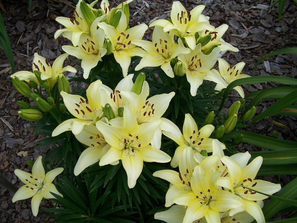 Lily (Lilium 'Ivory Pixie') in the Lilies Database - Garden.org