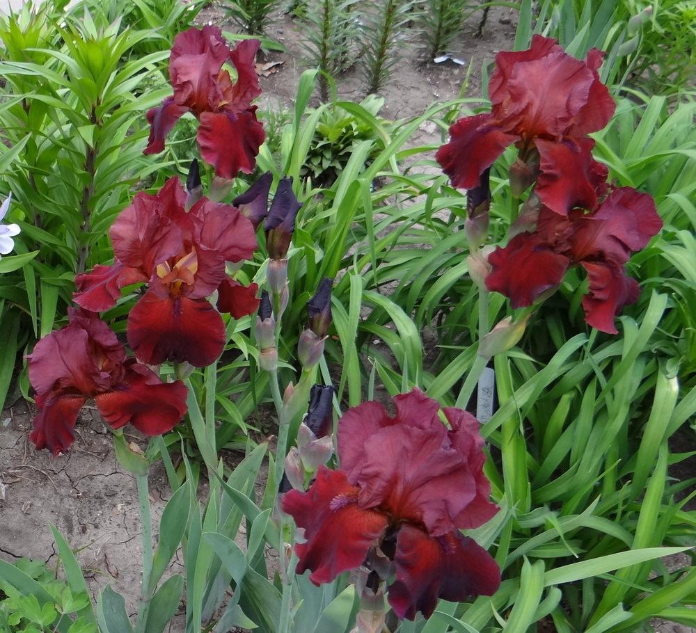 Photo of the bloom of Tall Bearded Iris (Iris 'Samurai Warrior') posted ...