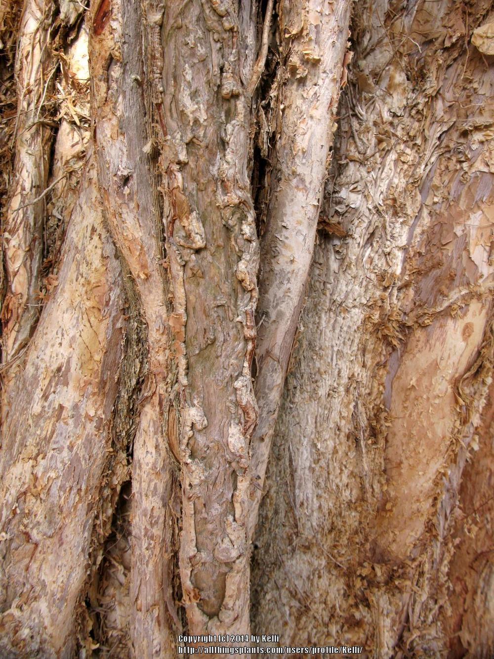 Melaleucas: Plant Care and Collection of Varieties - Garden.org