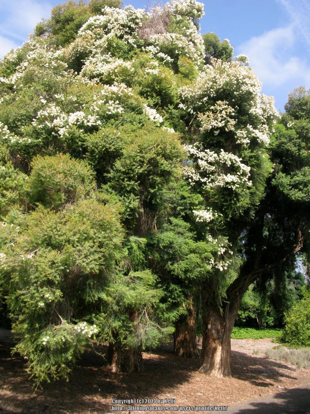 Flax Leaf Paperbark (Melaleuca linariifolia) in the Melaleucas Database ...