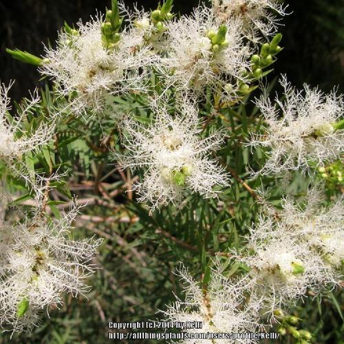 Flax Leaf Paperbark (Melaleuca linariifolia) in the Melaleucas Database ...