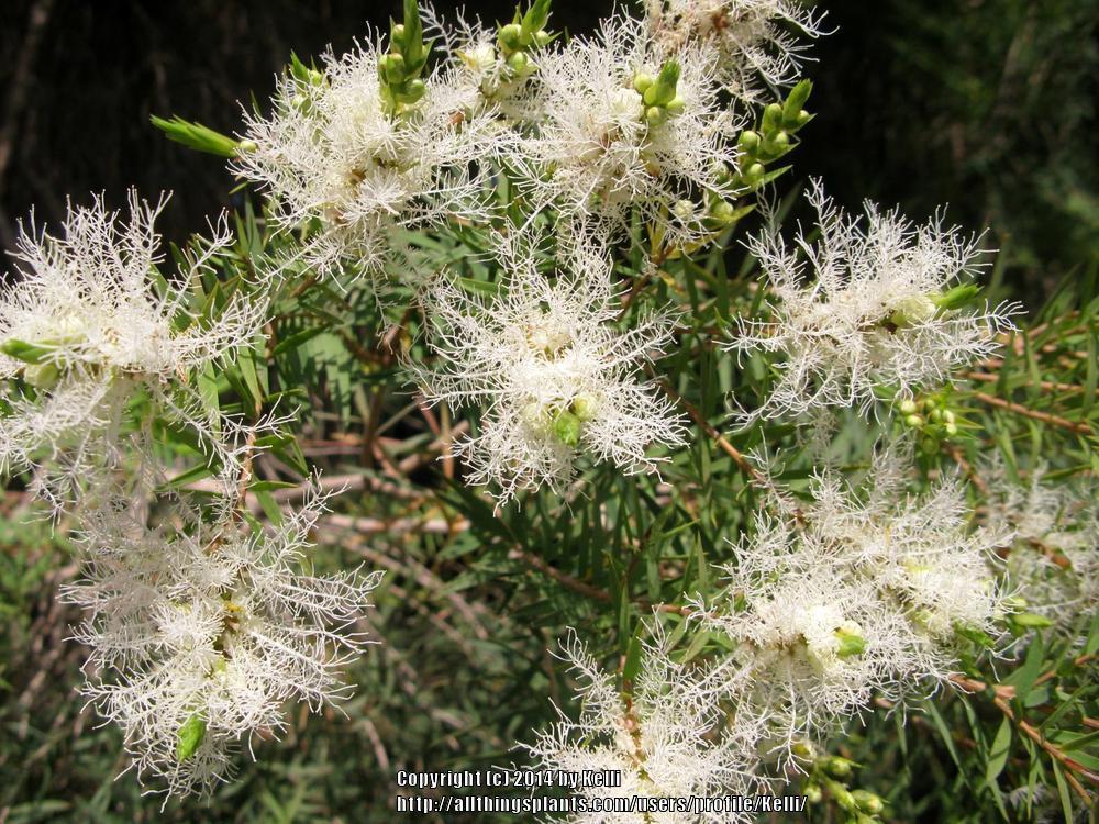 Flax Leaf Paperbark (Melaleuca linariifolia) in the Melaleucas Database ...