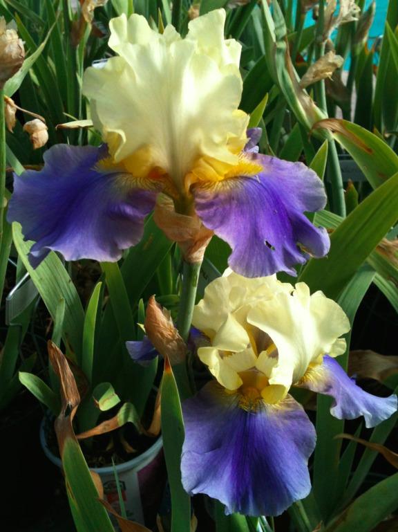 Tall Bearded Iris (Iris 'Earth Song') in the Irises Database - Garden.org