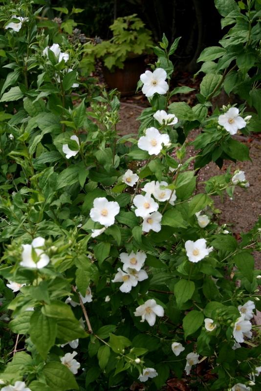 Mock Oranges: Plant Care and Collection of Varieties - Garden.org