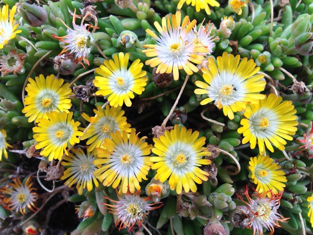 Photo of the bloom of Ice Plant (Delosperma 'Jewel of Desert Peridot ...