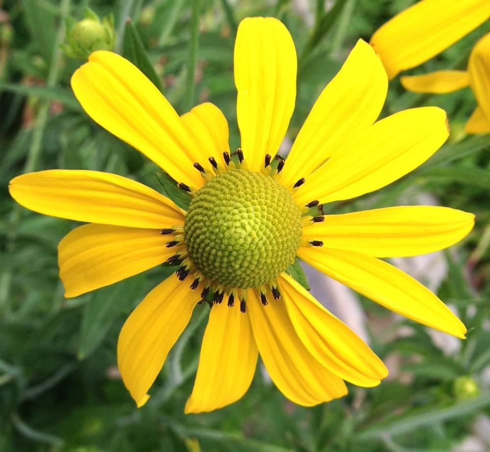Photo of the bloom of Cutleaf Coneflower (Rudbeckia laciniata ...