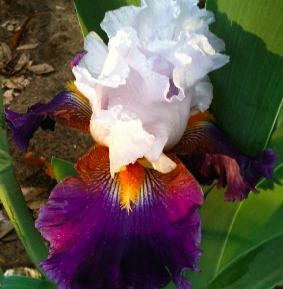 Photo of the bloom of Tall Bearded Iris (Iris 'Drive My Car') posted by ...