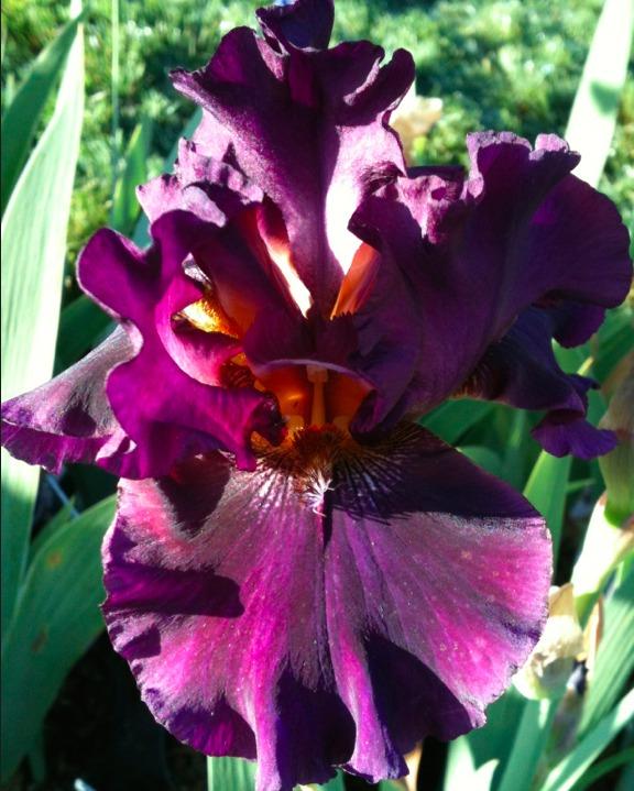 Tall Bearded Iris (Iris 'Legends of Fall') in the Irises Database ...
