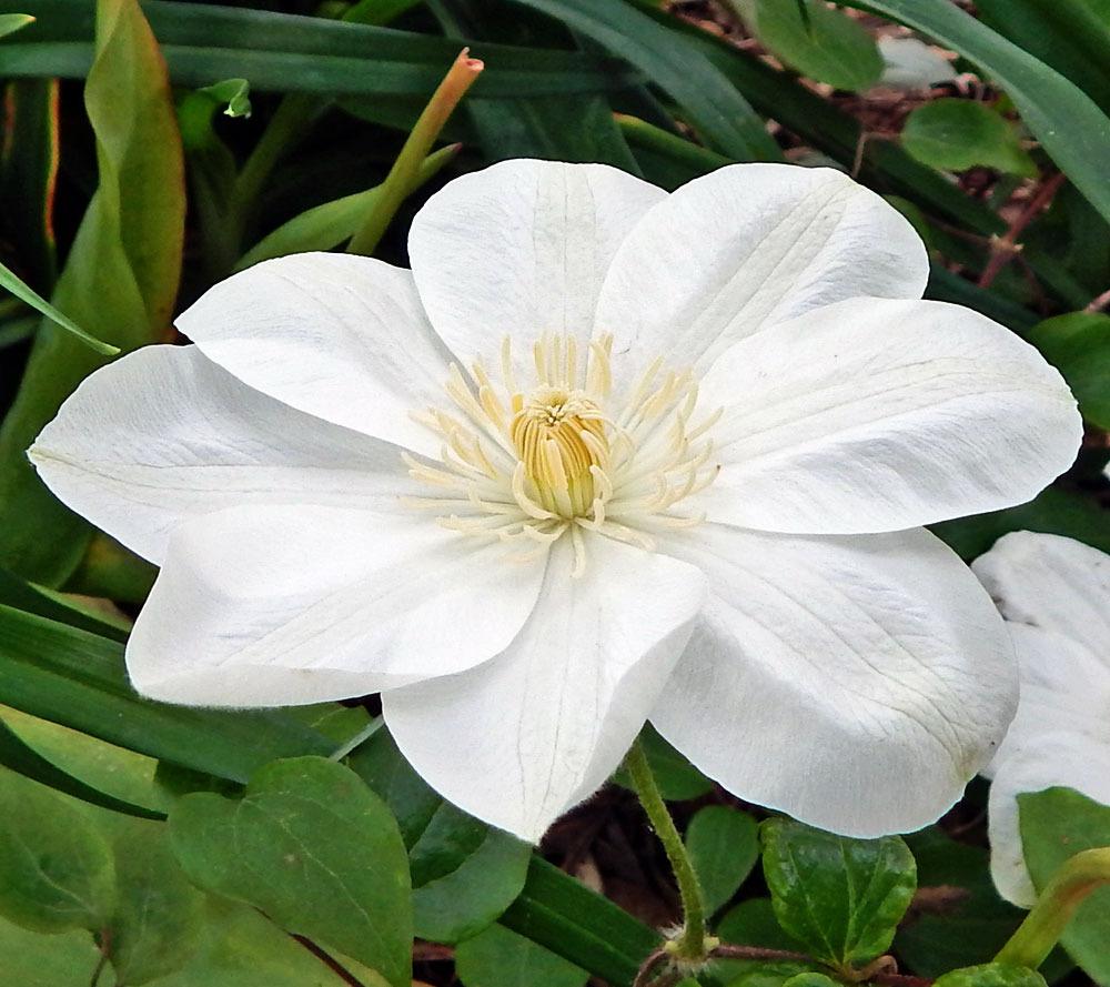 Photo of the bloom of Clematis 'Guernsey Cream' posted by TBGDN ...