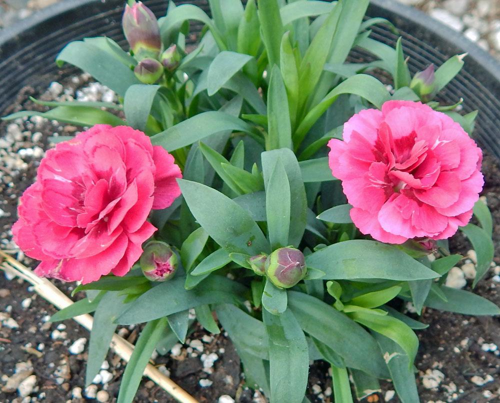 Carnation (Dianthus caryophyllus Oscar® Cherry+Velvet) in the Dianthus ...