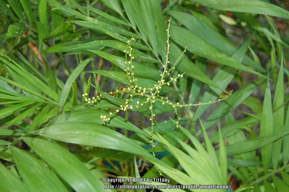 Photo of the bloom of Parlor Palm (Chamaedorea elegans) posted by ...