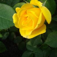 Photo of the bloom of Rose (Rosa 'Shockwave') posted by Calif_Sue ...