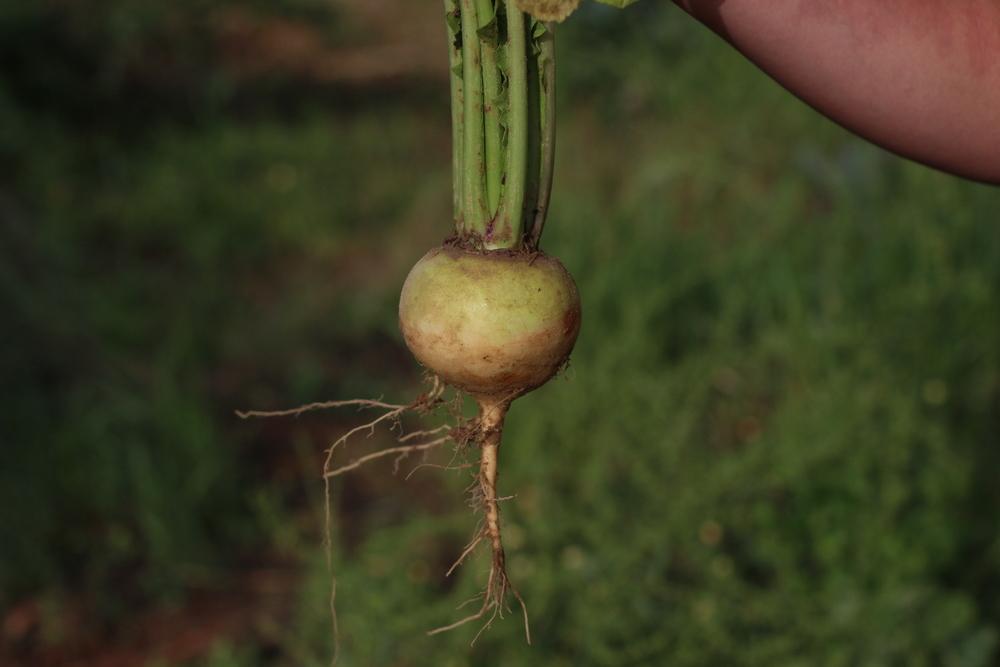 Turnips: Plant Care and Collection of Varieties - Garden.org