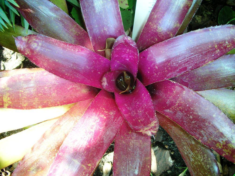 Bromeliad (Neoregelia 'Peggy Pollard') - Garden.org