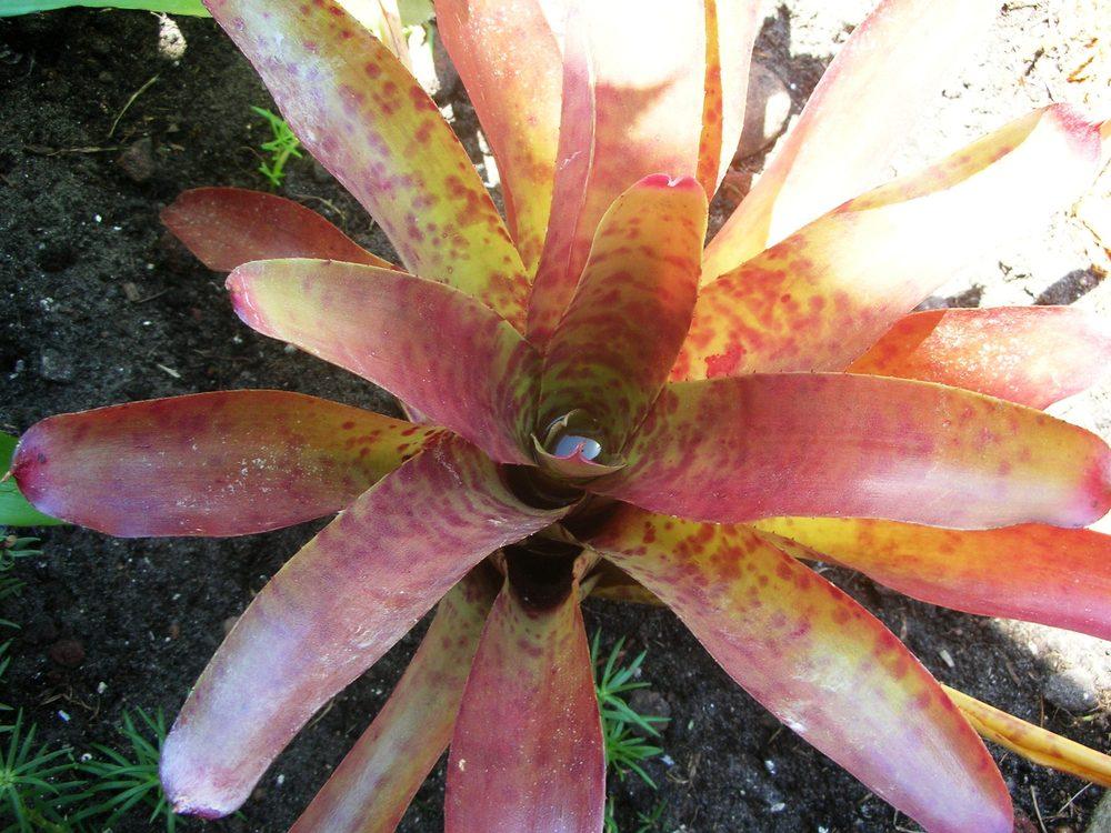 Bromeliad (Neoregelia 'Zebra') - Garden.org