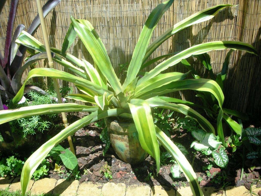 Bromeliad (Aechmea mexicana 'Albo-Marginata') - Garden.org