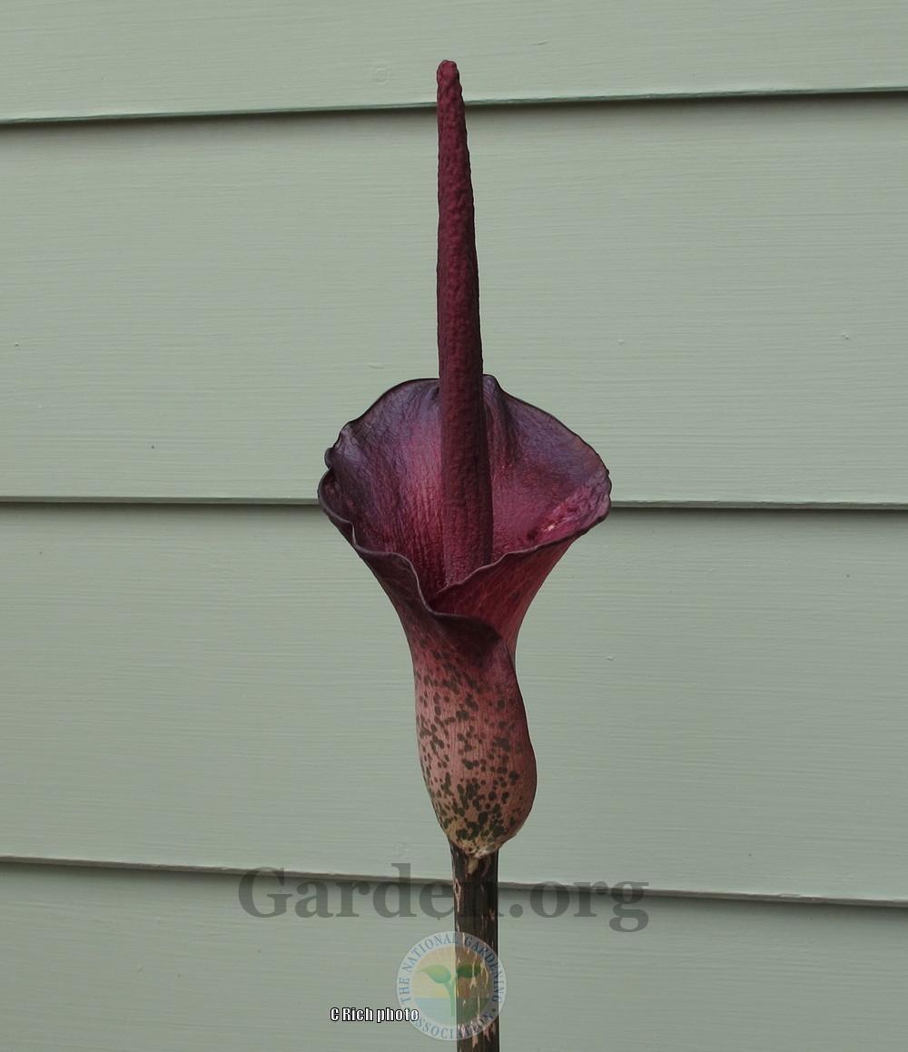 Photo of the bloom of Voodoo Lily (Amorphophallus konjac) posted by ...