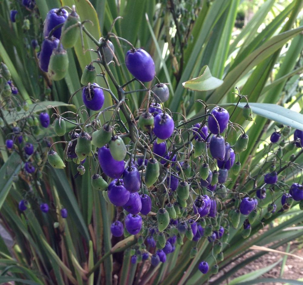 Photo of the fruit of Tasman Flax Lily (Dianella tasmanica) posted by ...