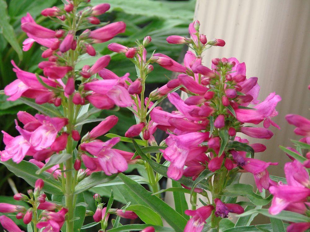 Photo of the closeup of buds, sepals and receptacles of Pride of the ...