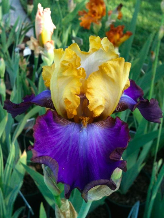 Tall Bearded Iris (Iris 'Bold Accent') in the Irises Database - Garden.org