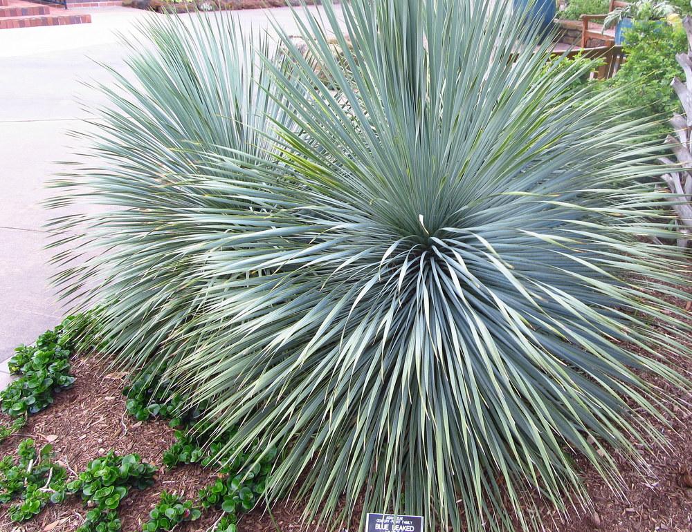 Photo of the entire plant of Beaked Yucca (Yucca rostrata 'Sapphire ...