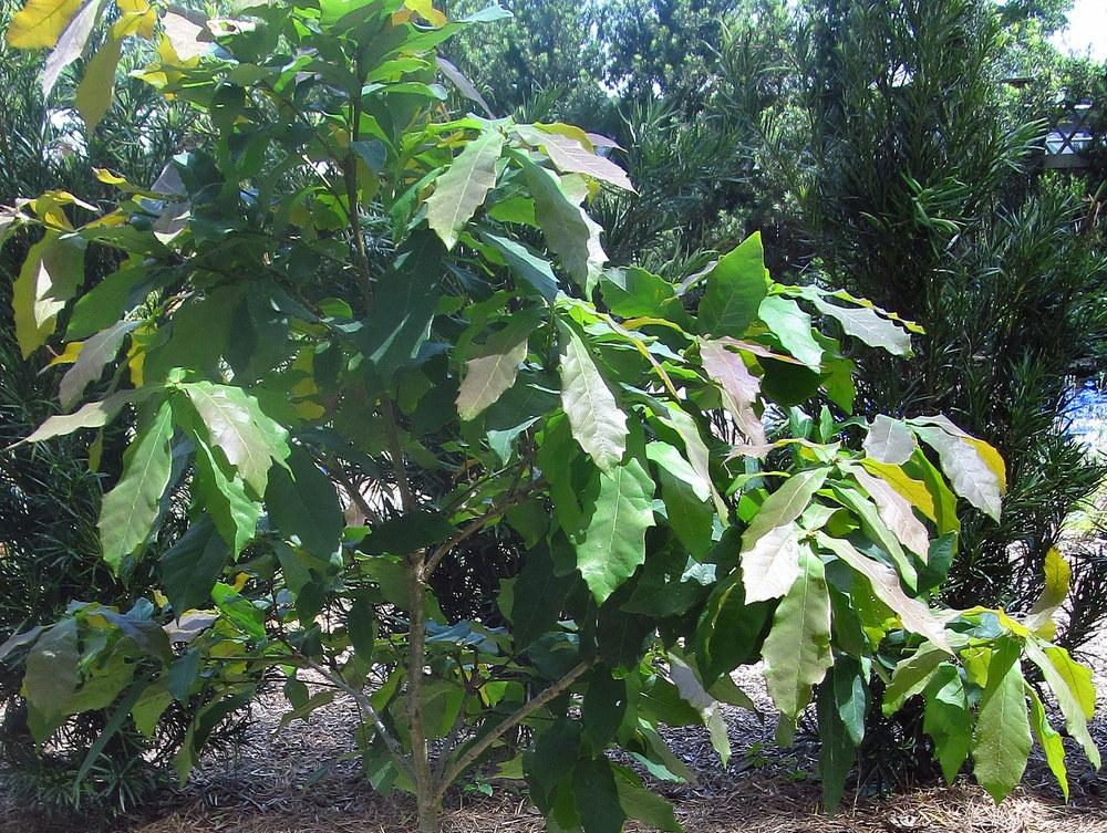 Mexican Royal Oak (Quercus germana) - Garden.org