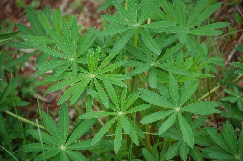 Lupine Leaves