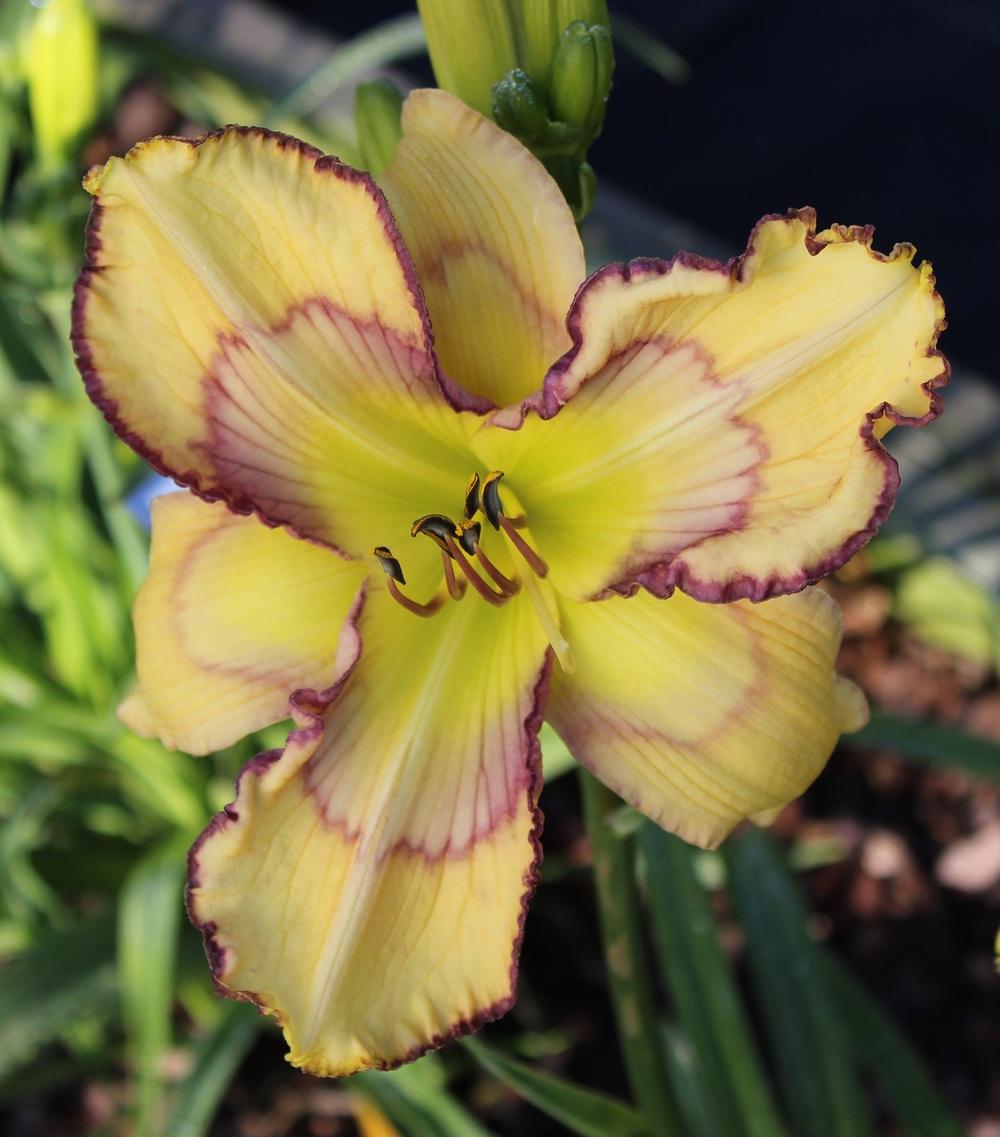 Photo of the bloom of Daylily (Hemerocallis 'Nicholas Brunetti') posted ...