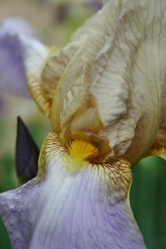 Historics... which ones are standouts in your garden? in the Irises ...