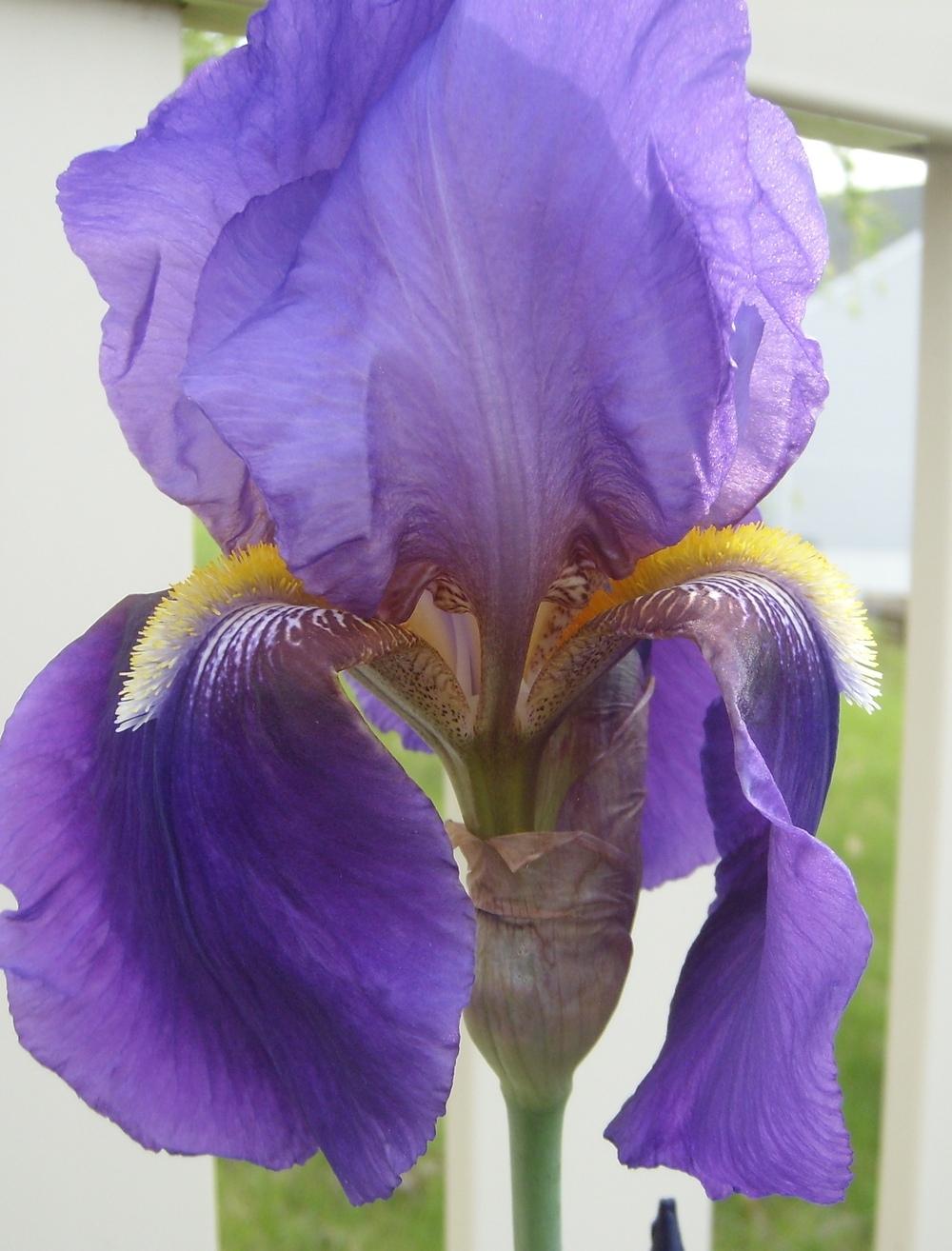Photo of the bloom of Tall Bearded Iris (Iris 'William A. Setchell ...
