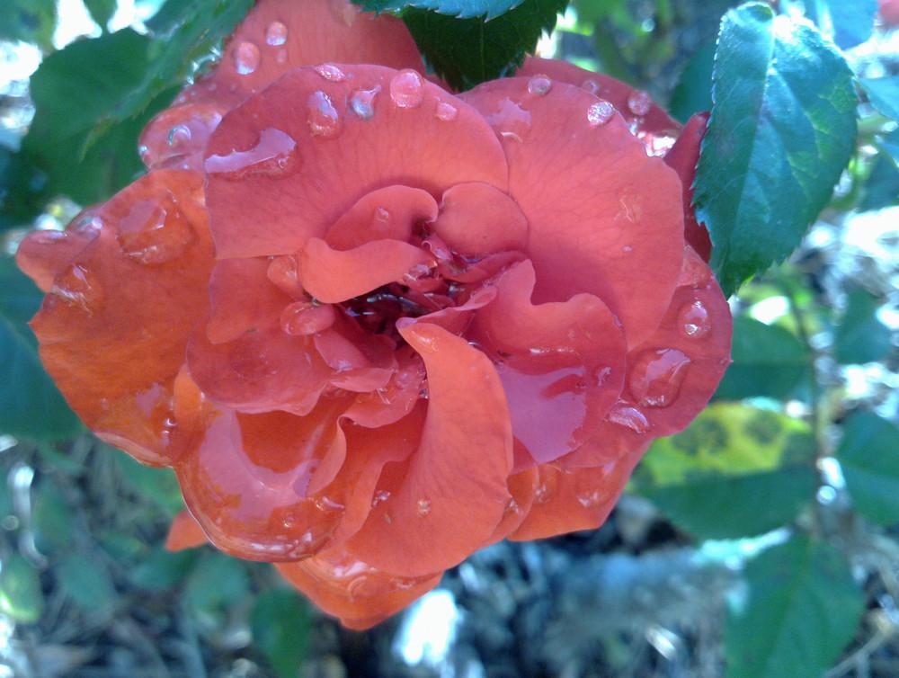 Rose (Rosa 'Hot 'n' Spicy') in the Roses Database - Garden.org