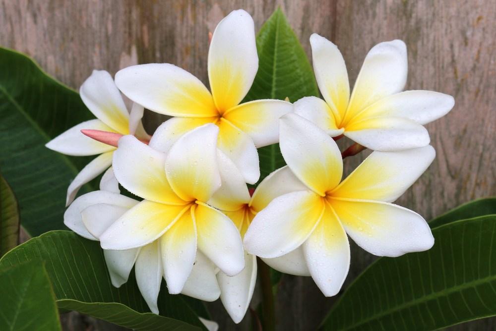 Plumeria 2014 in the Plumeria forum - Garden.org